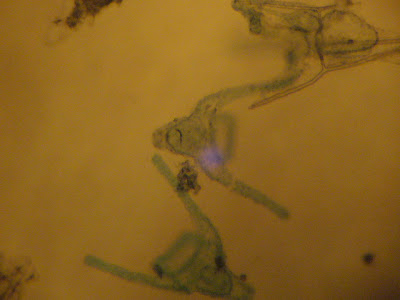 Laboratorio de Biología Animal: 24/05/2007 -- Práctica 12: Phylum ...