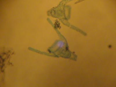 Laboratorio de Biología Animal: 24/05/2007 -- Práctica 12: Phylum ...