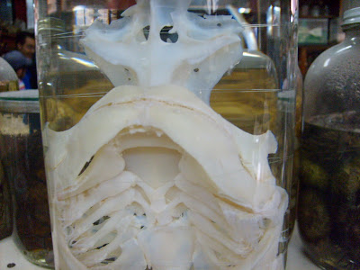 Laboratorio de Biología Animal: 11/06/2007 -- Práctica 14: Phylum ...