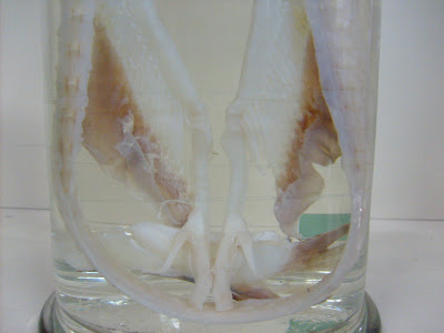 Laboratorio de Biología Animal: 11/06/2007 -- Práctica 14: Phylum ...