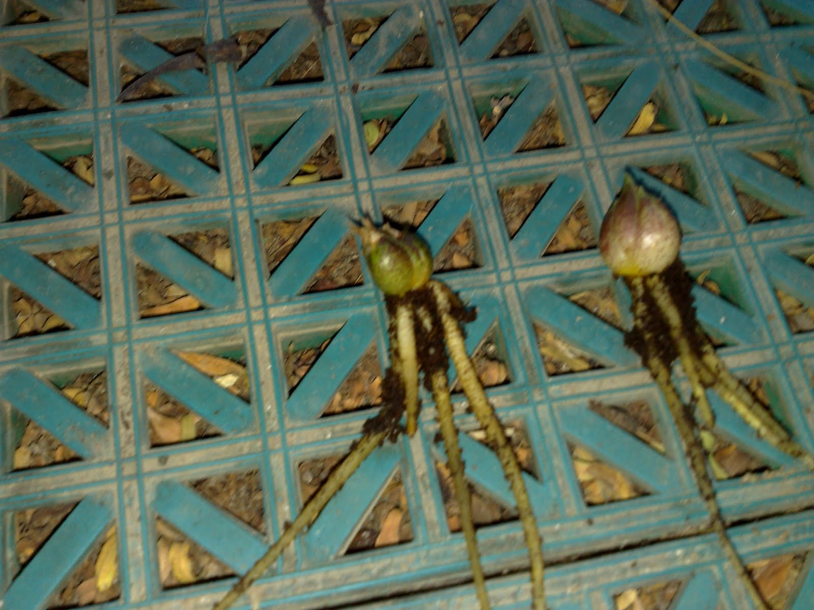 MMad about the garden: Lily Propagation - bulblets, bulbils, scaling