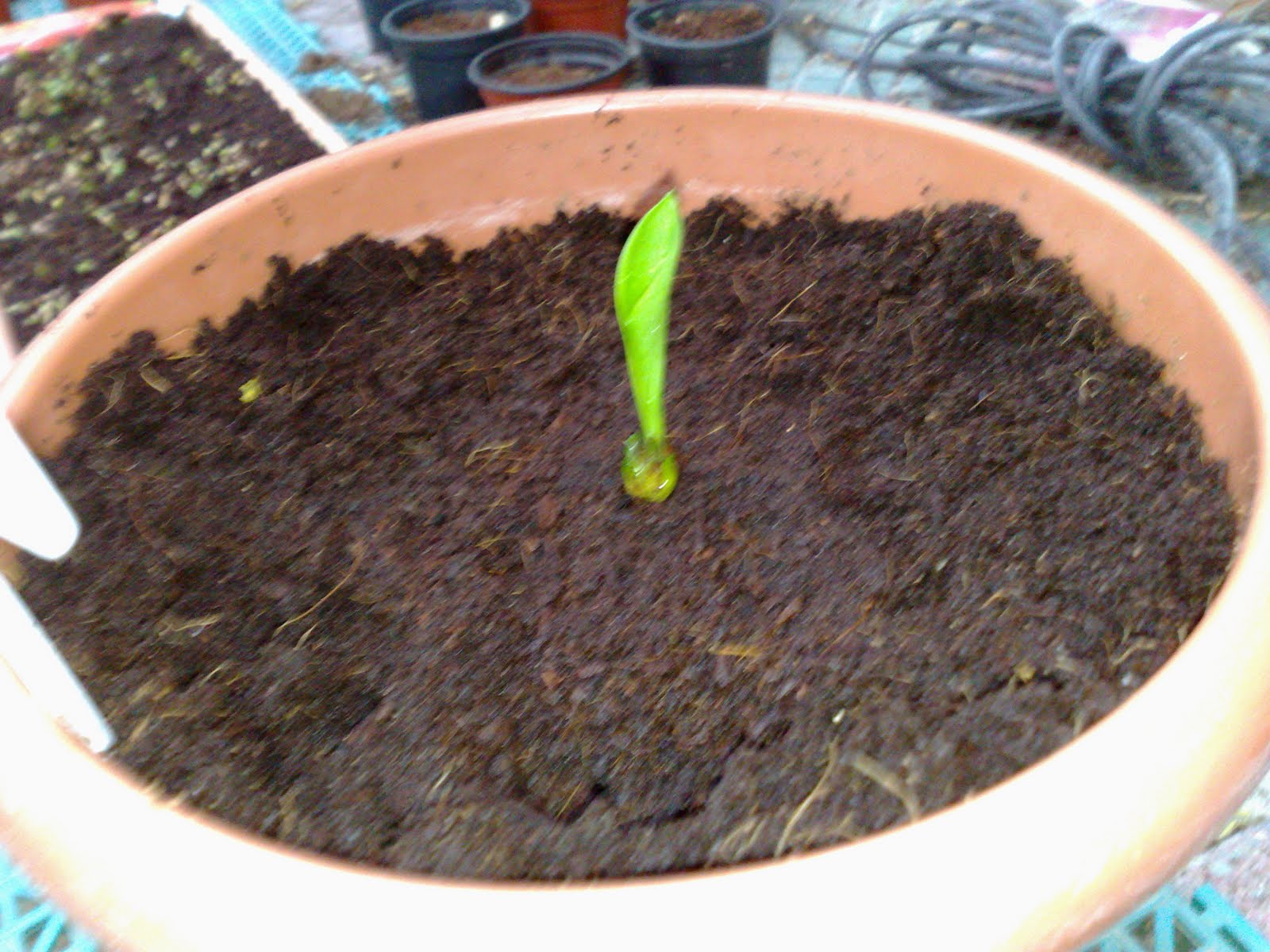 MMad about the garden: Lily Propagation - bulblets, bulbils, scaling