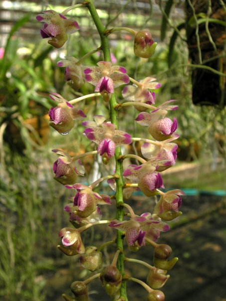 Aerides