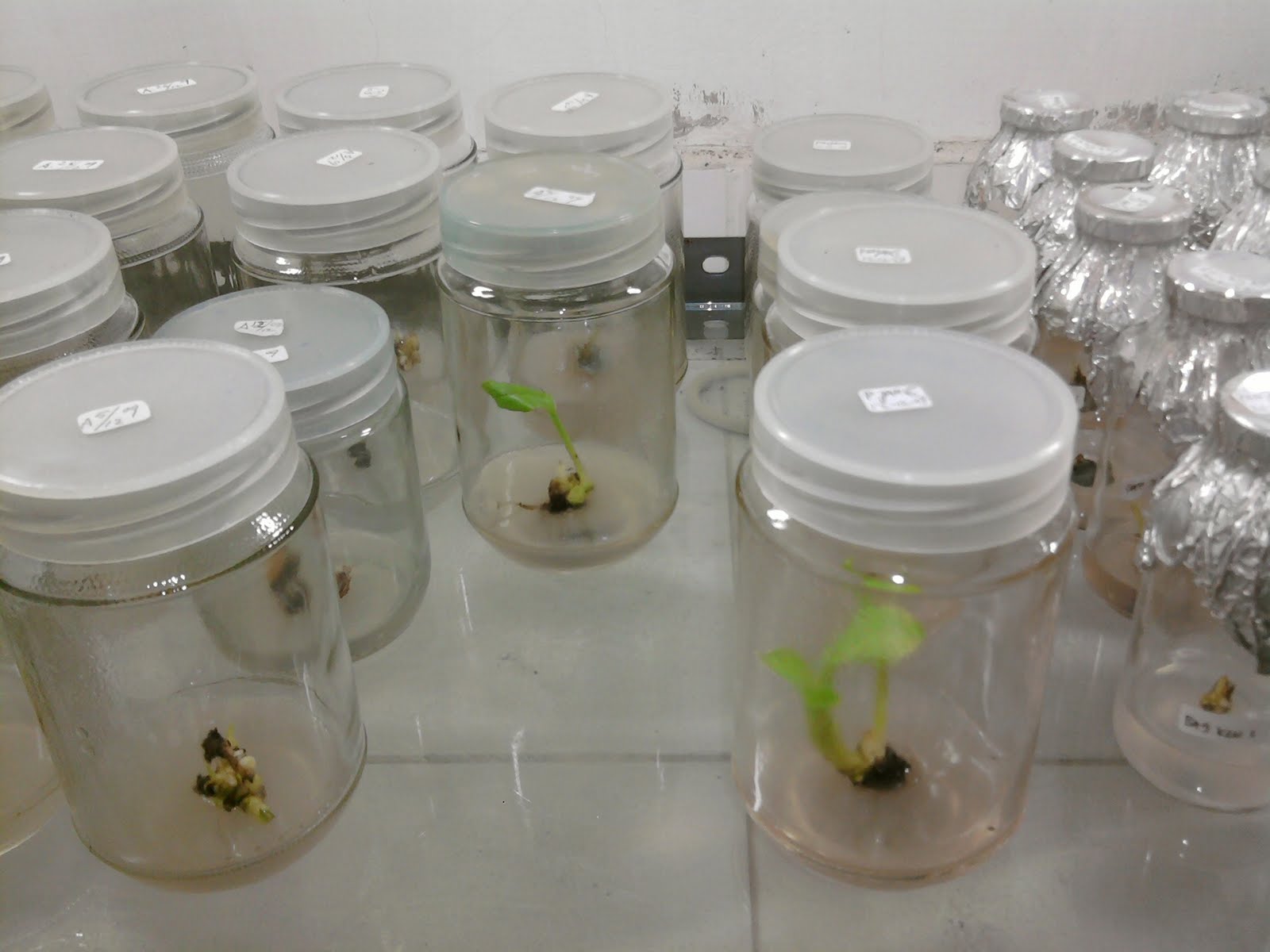 TISSUE CULTURE AND ORCHIDOLOGI: MACAM-MACAM PENUTUP BOTOL KULTUR