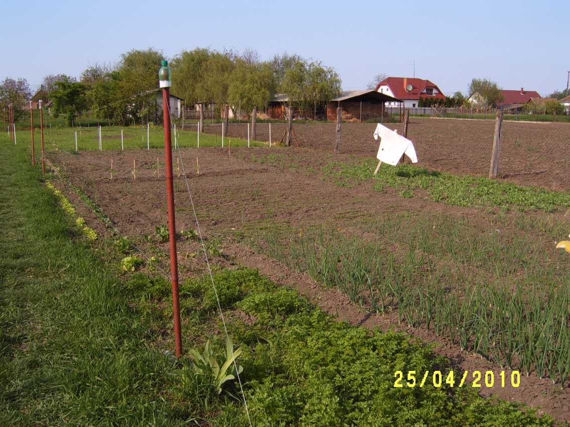 De Vanzare Terenuri si Case in Arad si Ungaria: Vand casa in Battonya ...