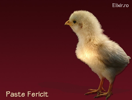 100 Ro: Imagini de Paste, Iepuras, oua de paste