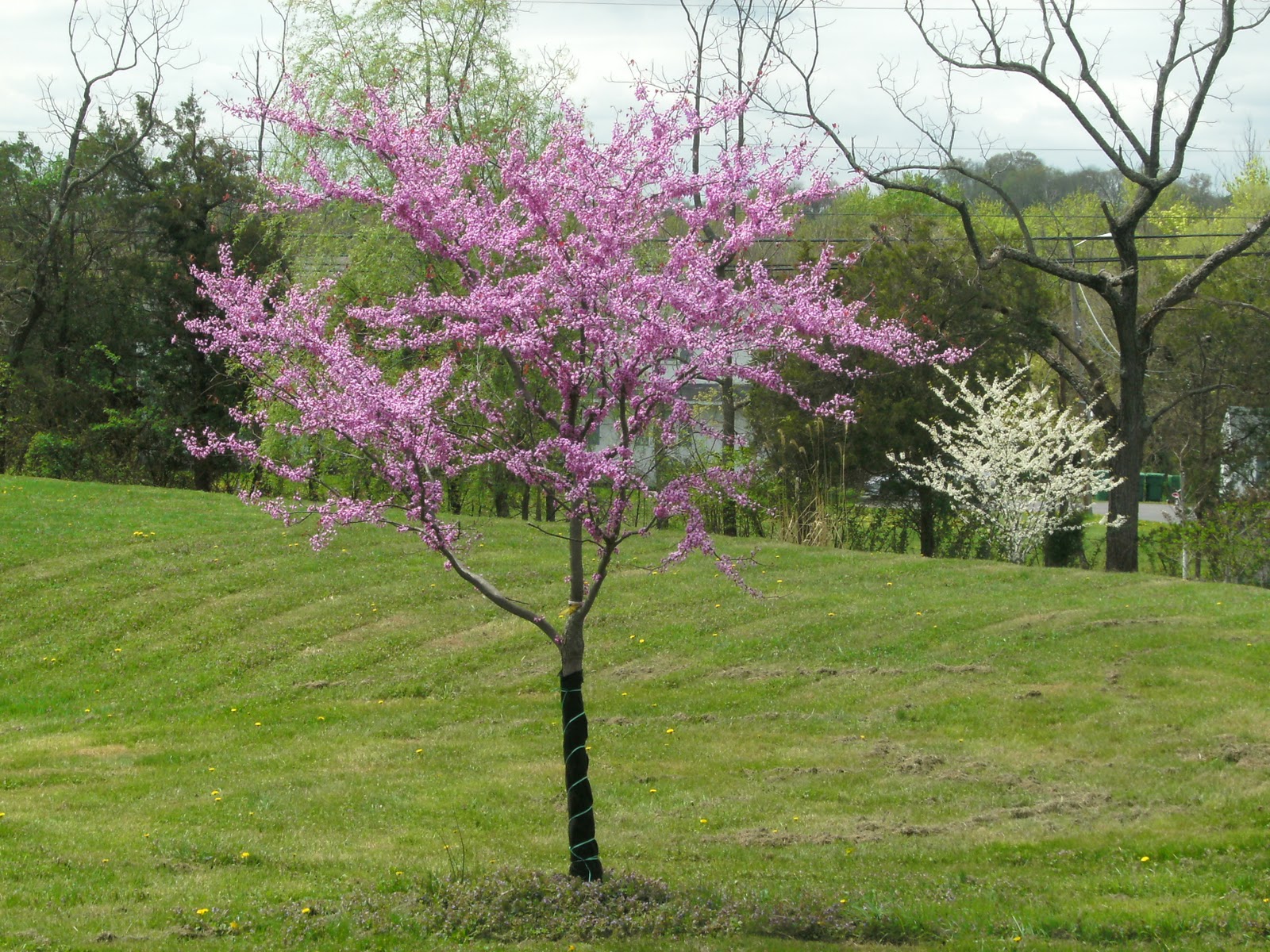 GreetingsfromtheGarden: The Red Bud Tree Winter to Spring