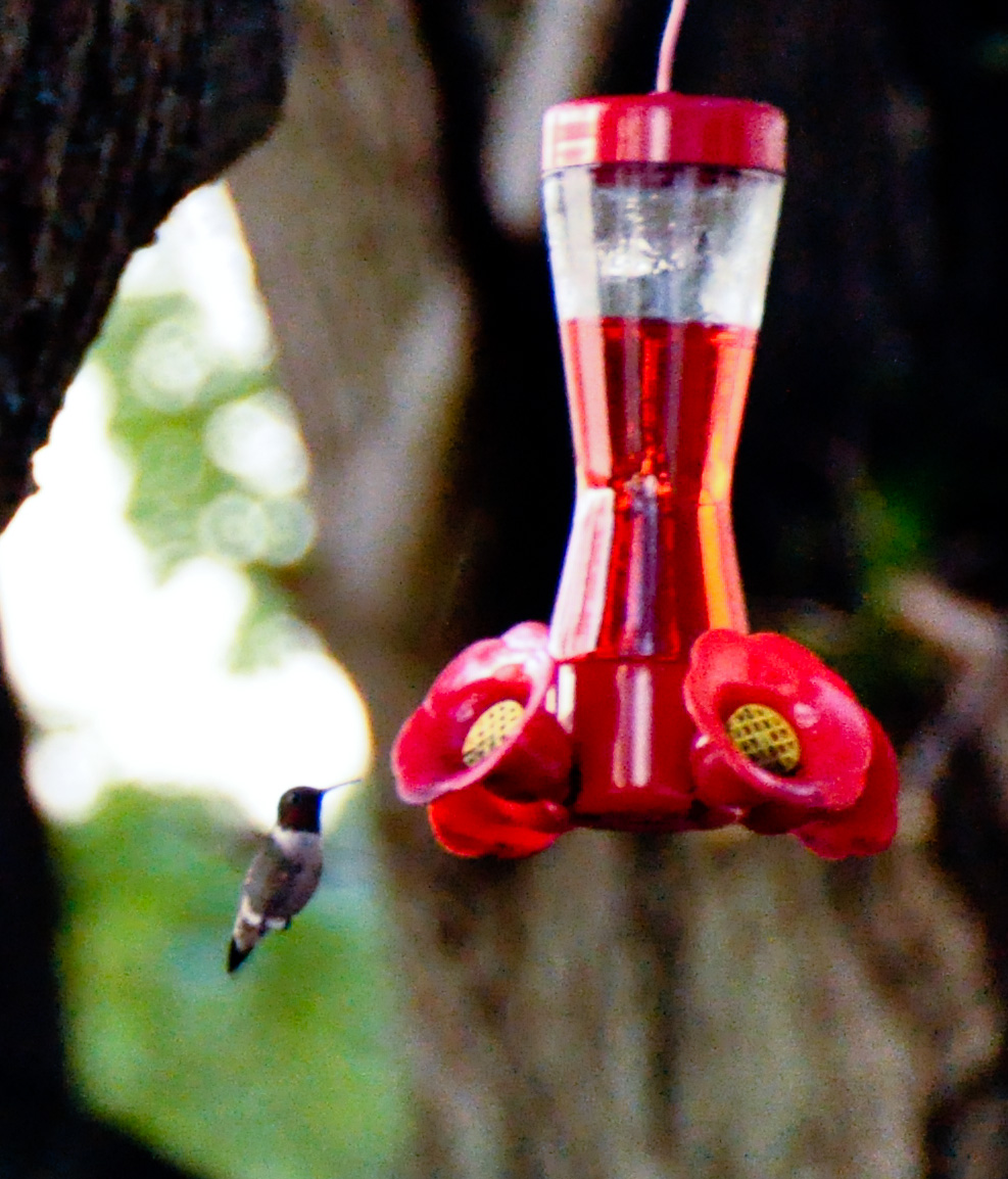 FEAST EVERYDAY : Hummingbird Food