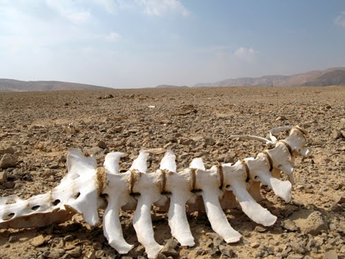 Nathan Has a Song: Dry Bones Becoming As Flesh