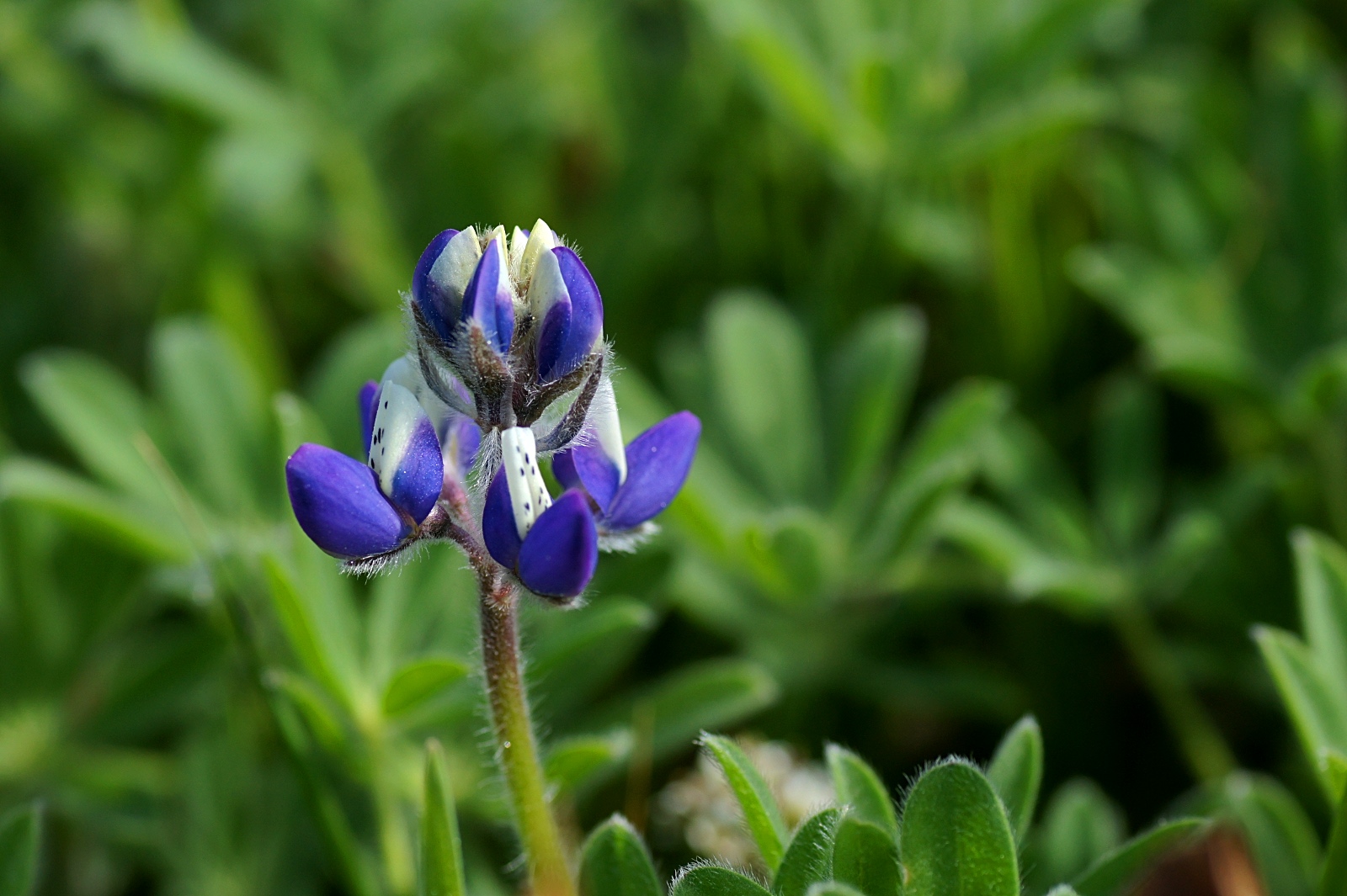 Victoria Daily Photo: Bicoloured Lupin (Lupinus bicolor)