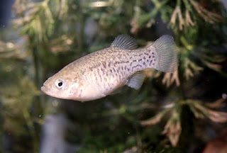 ANIMALES EN PELIGRO DE EXTINCIÓN: El Fartet (Aphanius iberus)