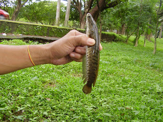 The Roving Eye ...: Fishing for "Dalag" or Snakehead at U.P., Diliman ...