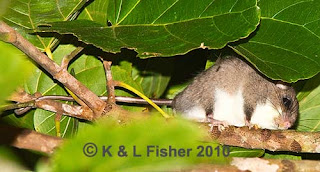 Kingfisher Park Birdwatchers Lodge (old): 18th July 2010 Report
