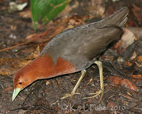 Kingfisher Park Birdwatchers Lodge (old): 19-Sep-2010