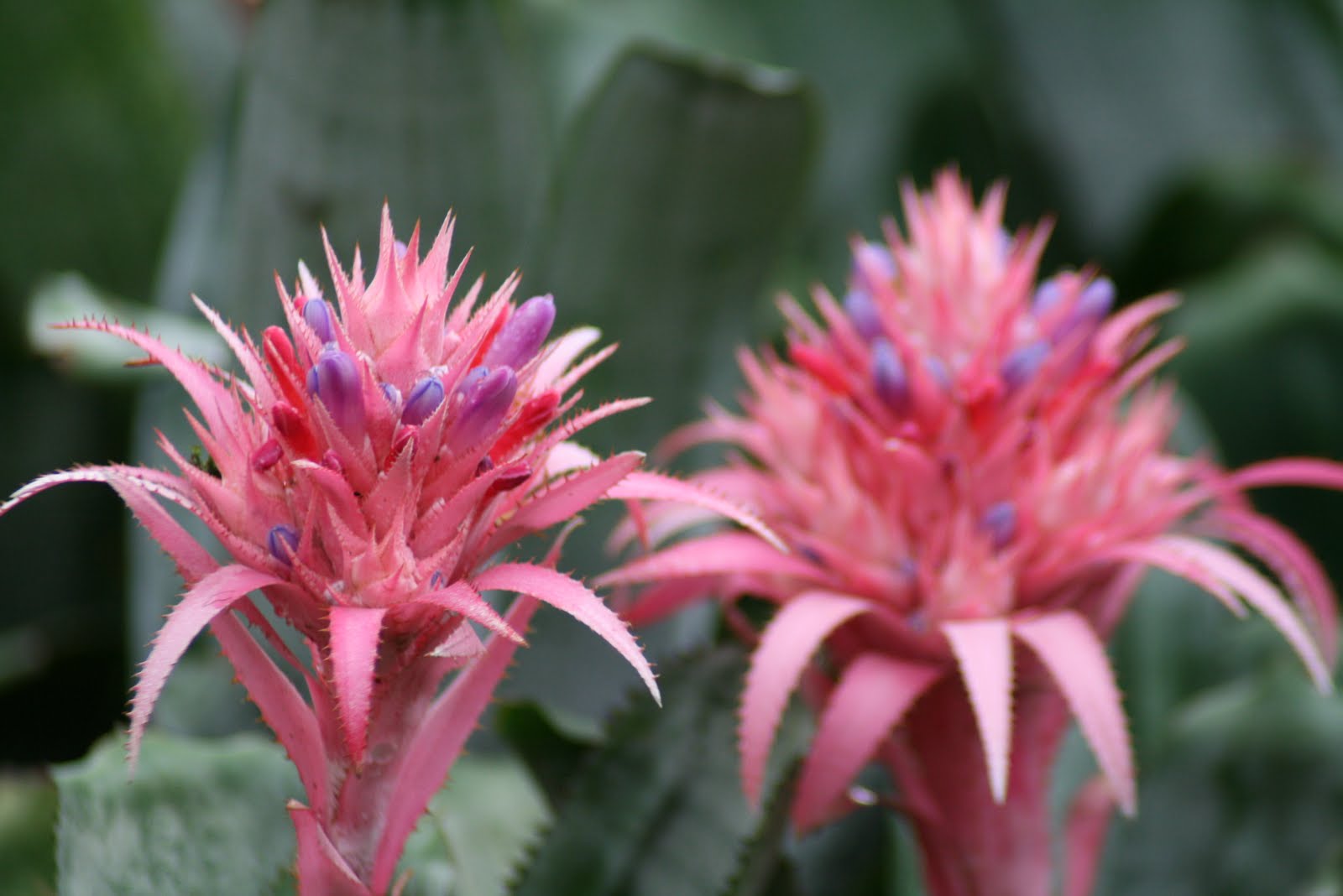 Crumpet Moves to Paradise: Weird and Wonderful Plants of Hawaii
