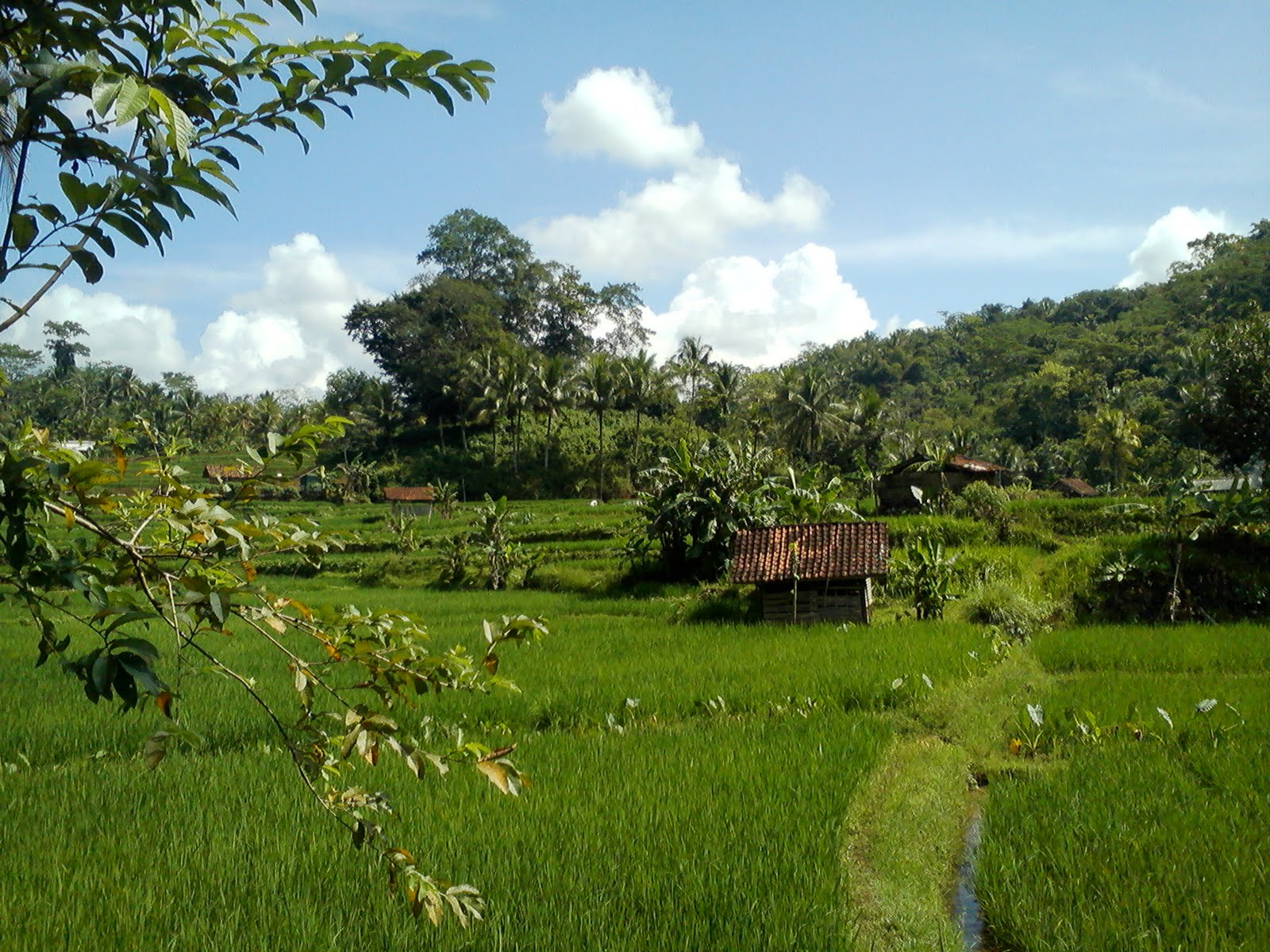 Queening-me: Beautiful Scenery in My Village