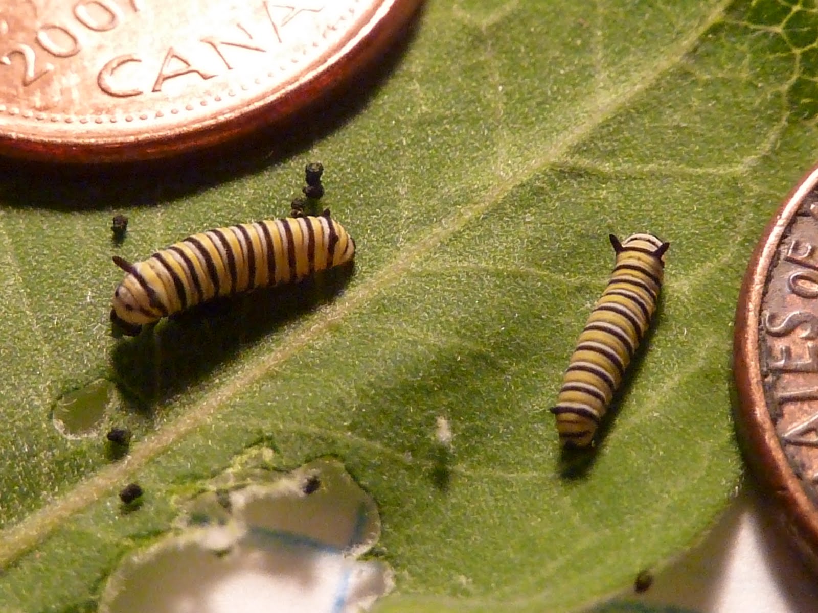 monarquemontebello: Deux chenilles au premier stade, 2 first instars ...