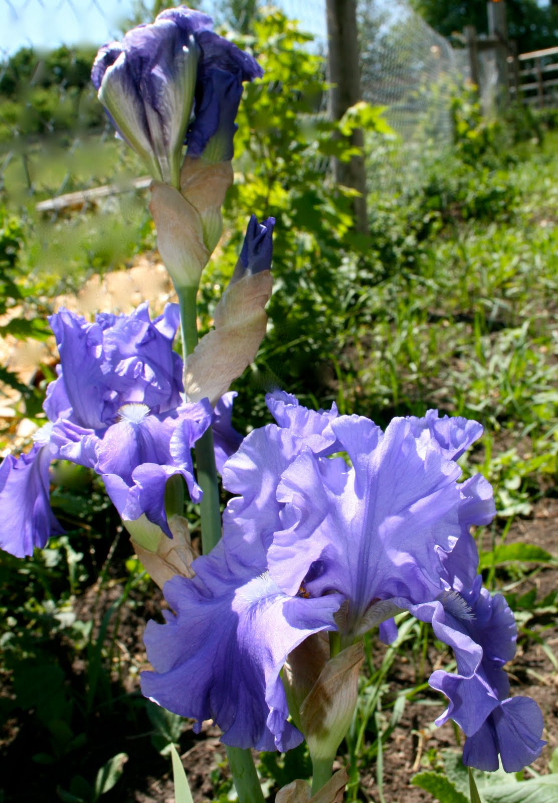 Squash Blossom Farm: Bloomin' Lovely