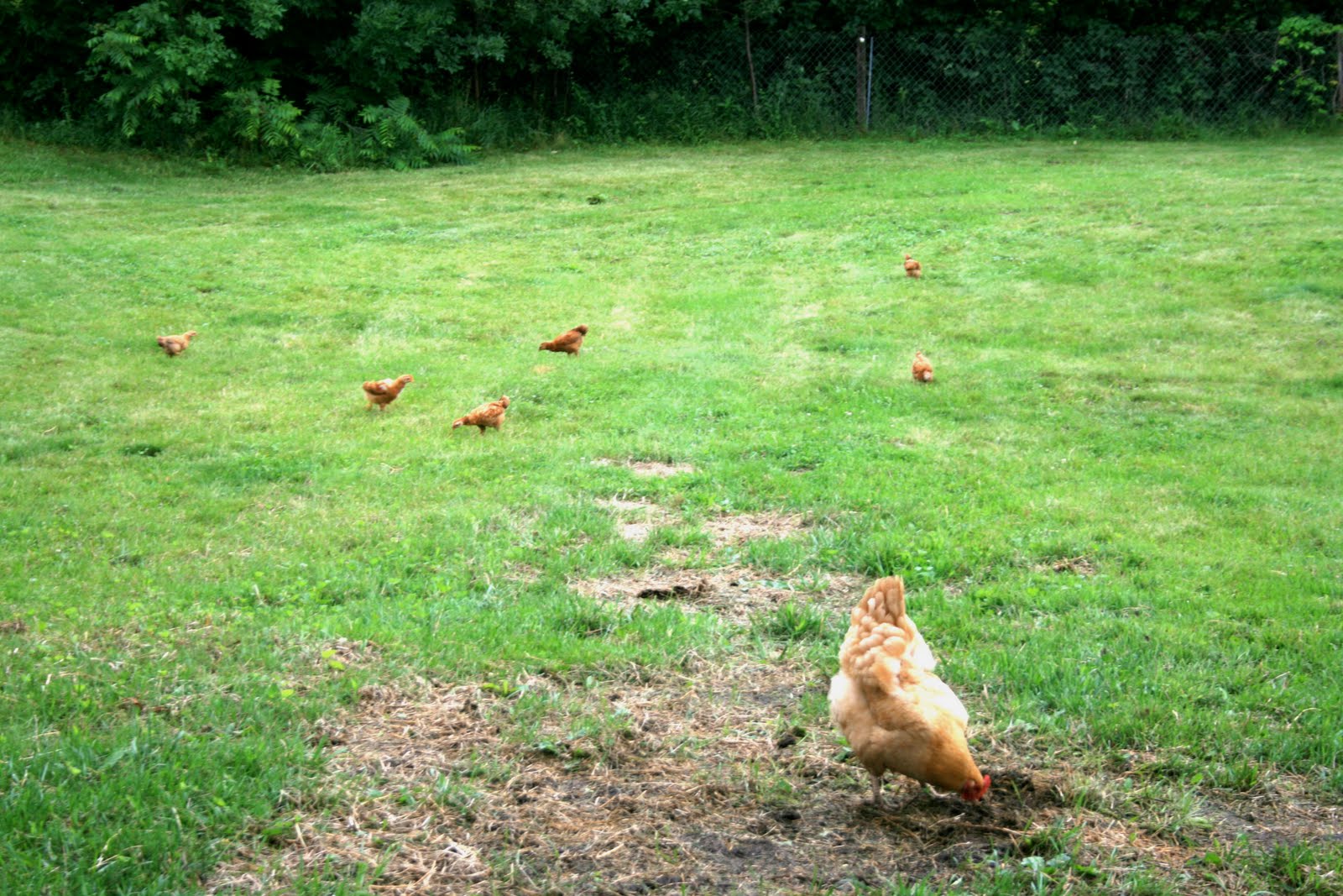 Squash Blossom Farm: Here a Chick, There a Chick, Everywhere a Chick Chick