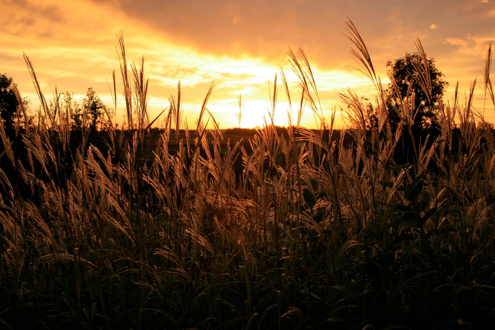 Squash Blossom Farm: One Good Thing about Shorter Days