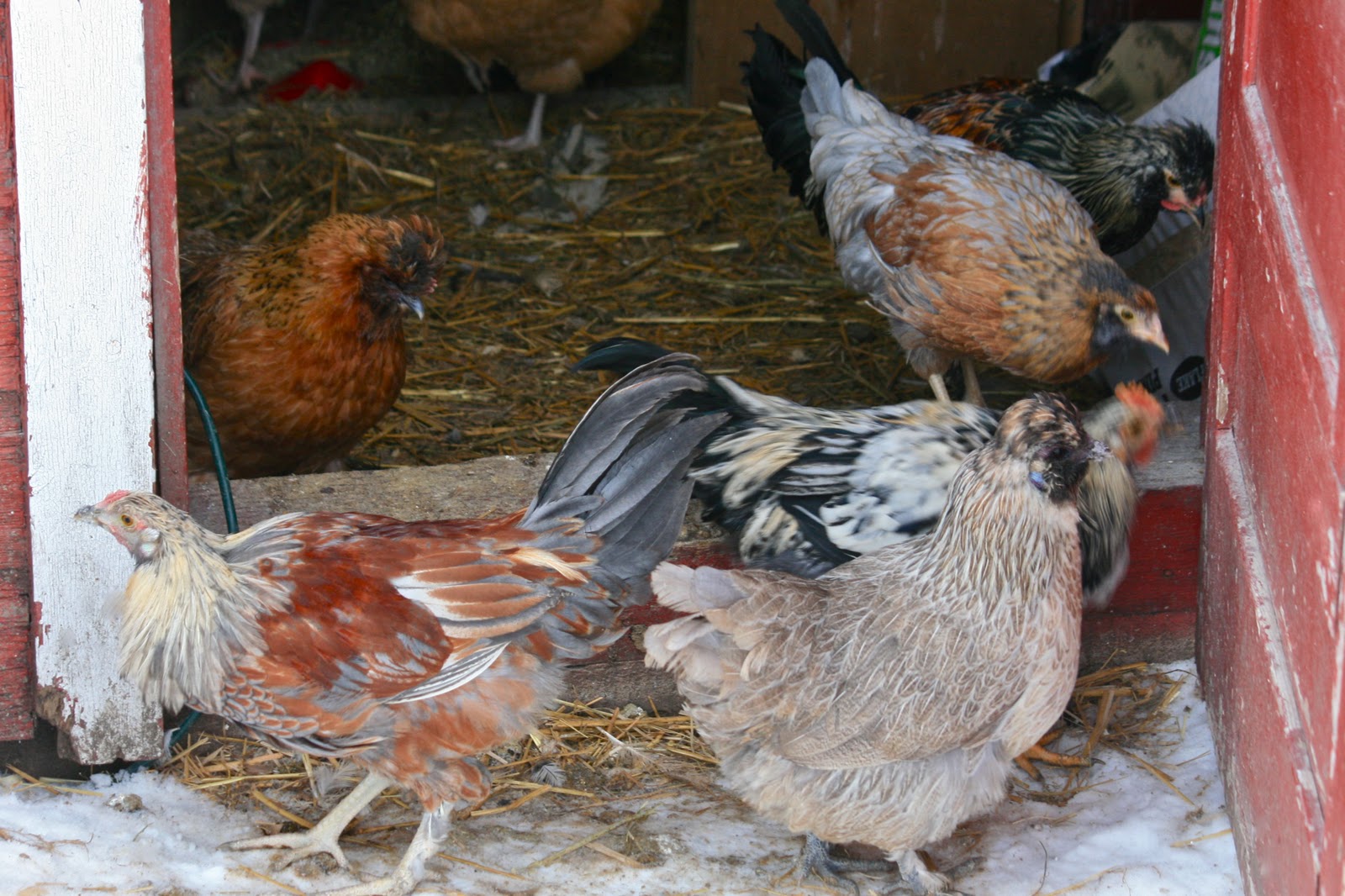 Squash Blossom Farm: Chickens, Cows and a Rabbit