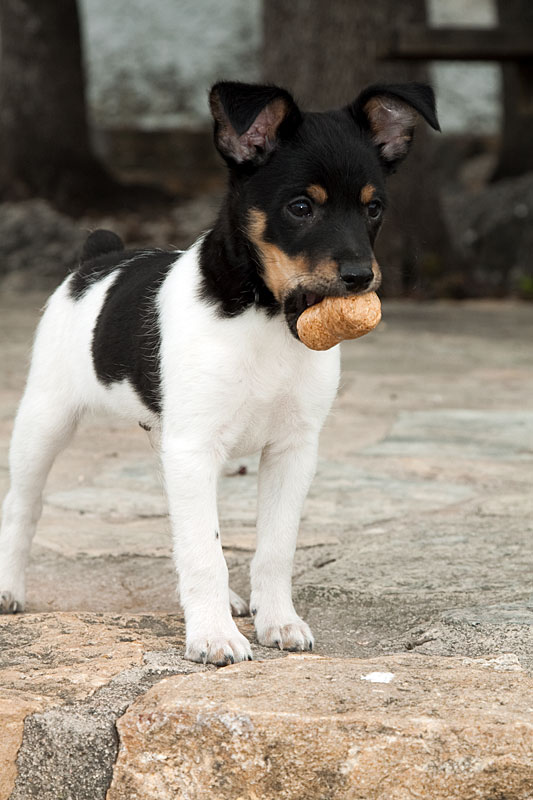RATER VALENCIÀ. CRÍA Y SELECCIÓN: GOS RATER VALENCIA