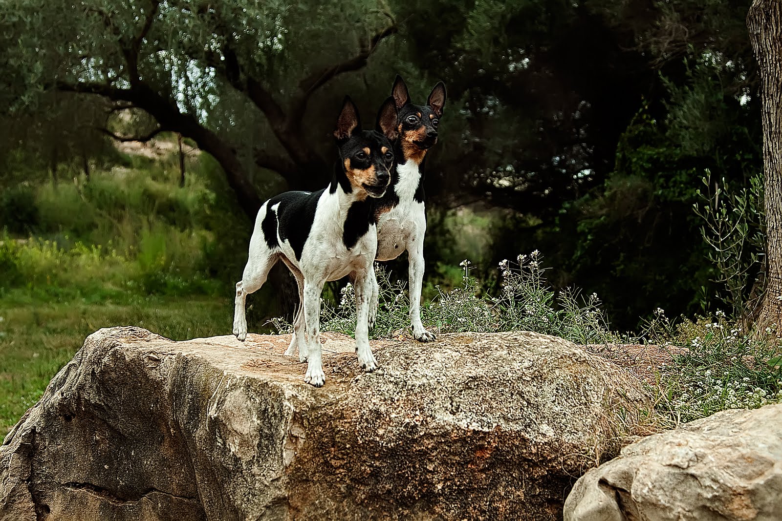 RATER VALENCIÀ. CRÍA Y SELECCIÓN: GOS RATER VALENCIA