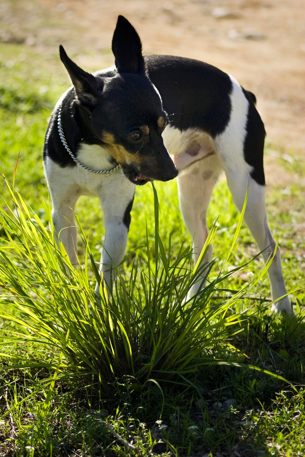 RATER VALENCIÀ. CRÍA Y SELECCIÓN: RATER VALENCIA.