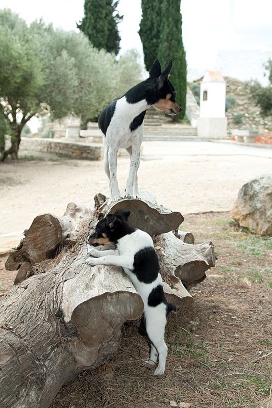 RATER VALENCIÀ. CRÍA Y SELECCIÓN: RATER VALENCIA.