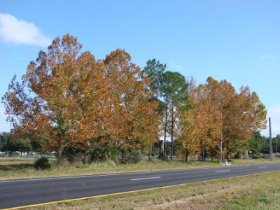 Earth Shattering Gardening: Florida Fall Foliage