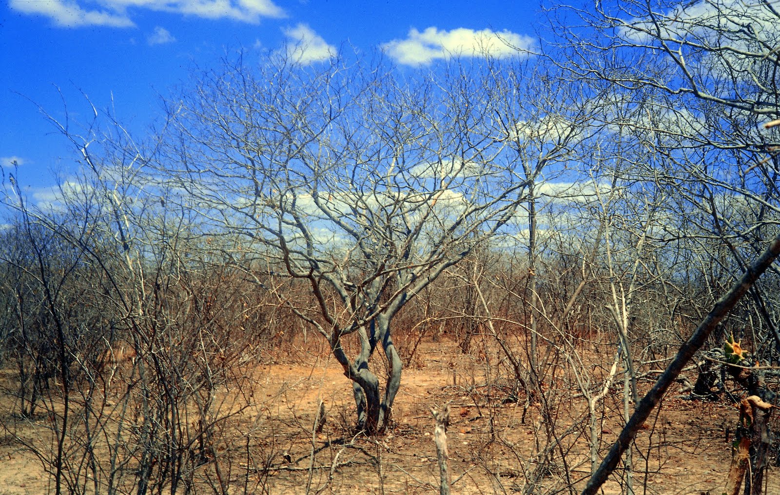Tudo sobre a Caatinga
