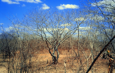 Caatinga Brasileira: O que é a Caatinga?