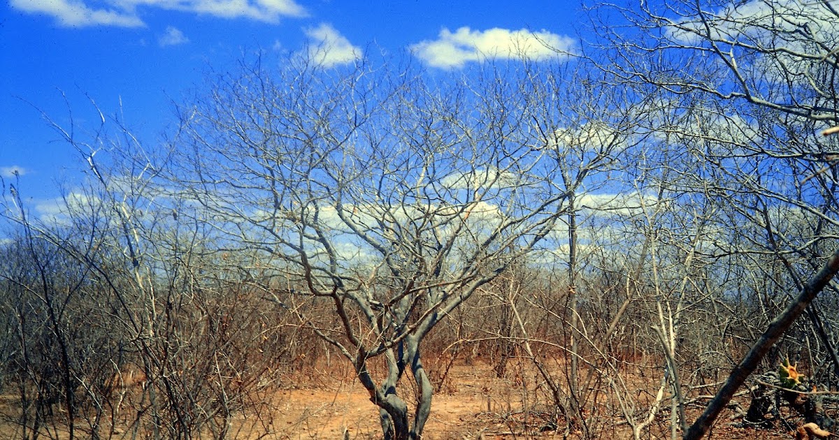 Caatinga Brasileira: O que é a Caatinga?