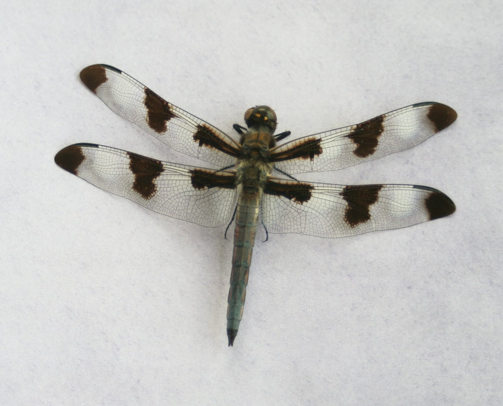 SpiritMama Art and Soul: Dragonfly