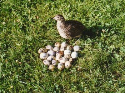 despre animale si pasari: PREPELITA JAPONEZA