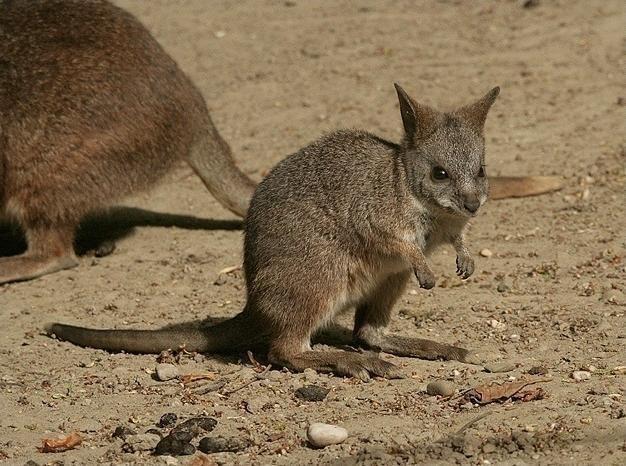 despre animale si pasari: BENNET CANGUR