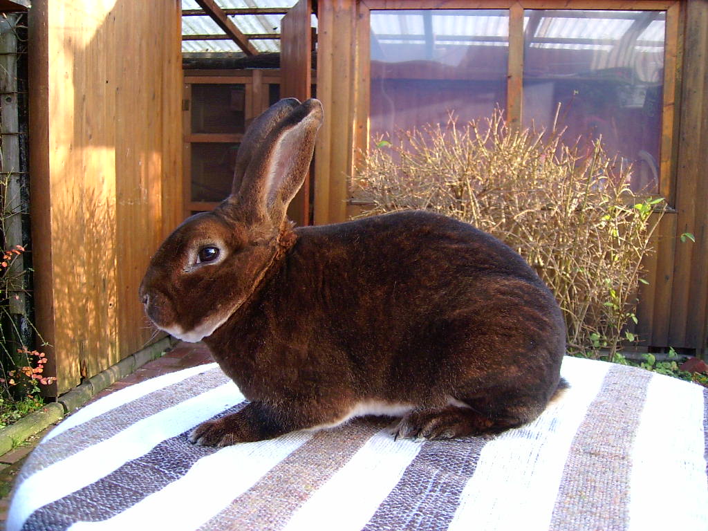 TOTUL DESPRE CRESTERE DE IEPURI: CATEVA RASA DE IEPURI