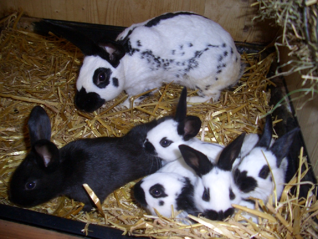 TOTUL DESPRE CRESTERE DE IEPURI: CATEVA RASA DE IEPURI