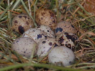 VANZARE DIRECTA DIN FERMA: PREPELITE SI OUA DE PREPELITE