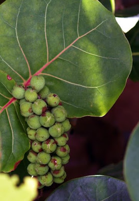 key west the blog!: sea grapes
