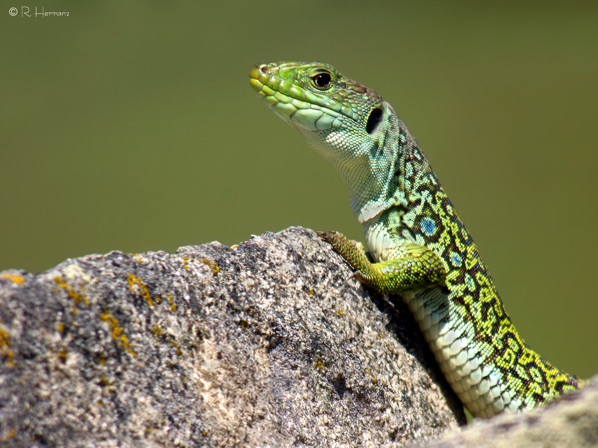 fotosricardo-h: LAGARTO OCELADO - Ocellated Lizard