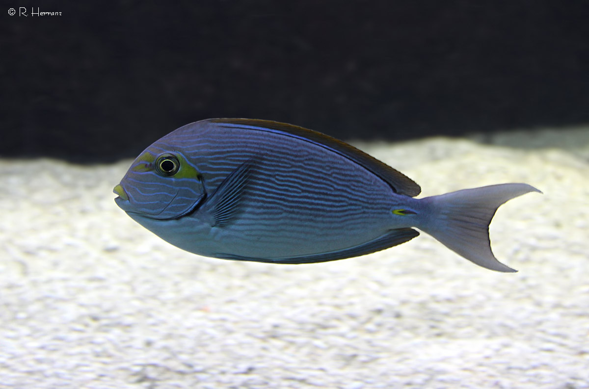 fotosricardo-h: PECES TROPICALES MARINOS (primera parte) - Tropical sea ...