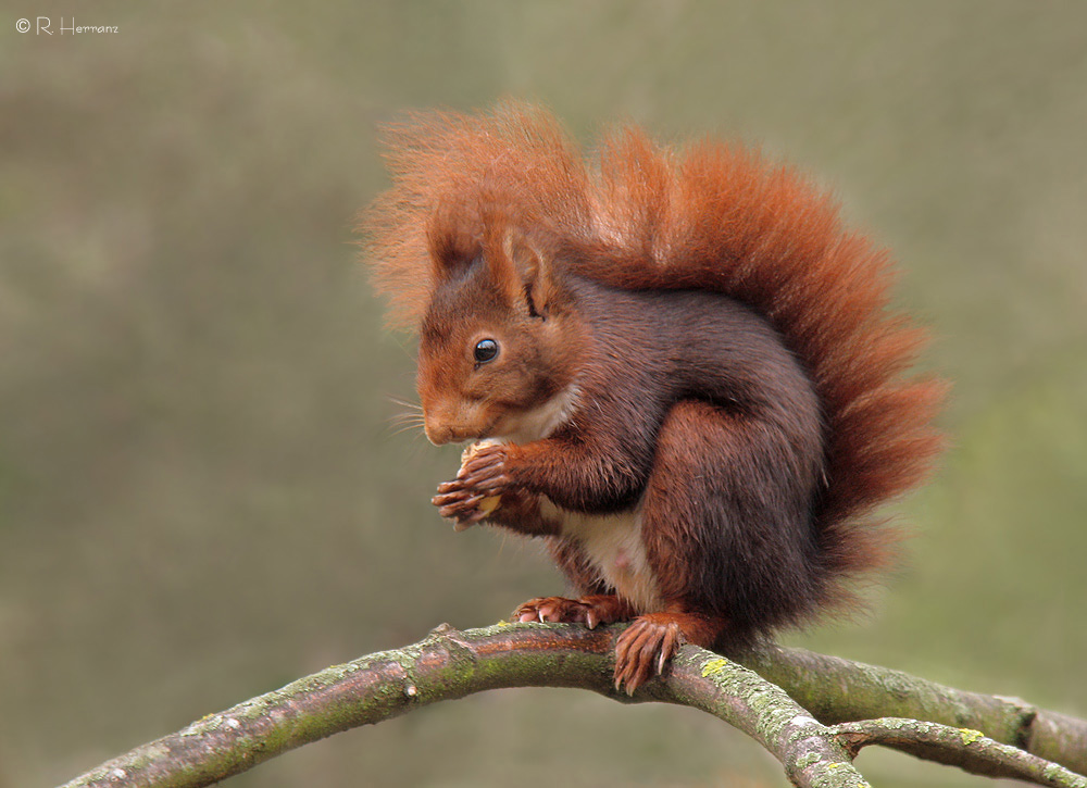 fotosricardo-h: ARDILLA ROJA o ARDILLA COMÚN I - Red squirrel I