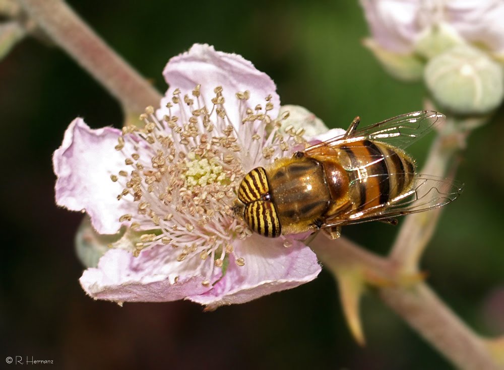 fotosricardo-h: MOSCAS (DÍPTERA : SIRFIDAE: ERISTALINUS) - Hoverflies