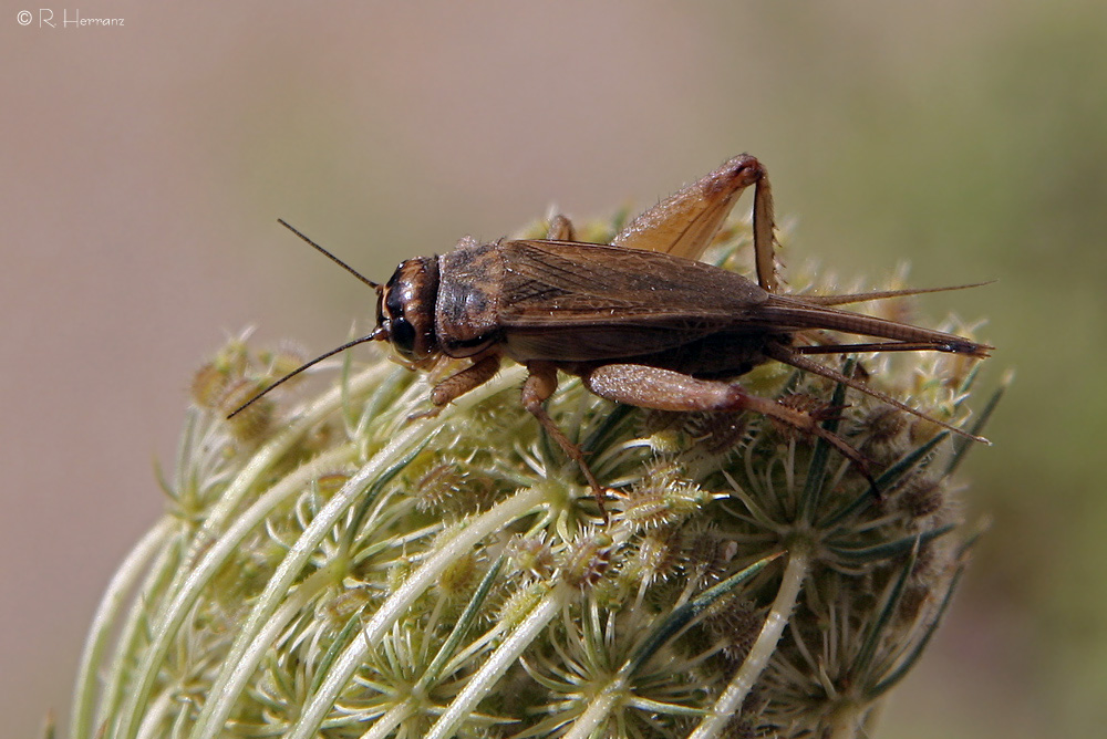 fotosricardo-h: GRILLOS Y SALTAMONTES - Crickets and Grasshopers