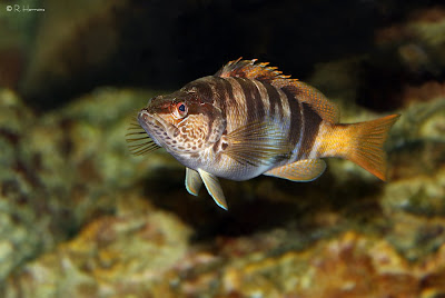 fotosricardo-h: PECES DEL LITORAL ESPAÑOL II: Serránidos - Spanish sea ...
