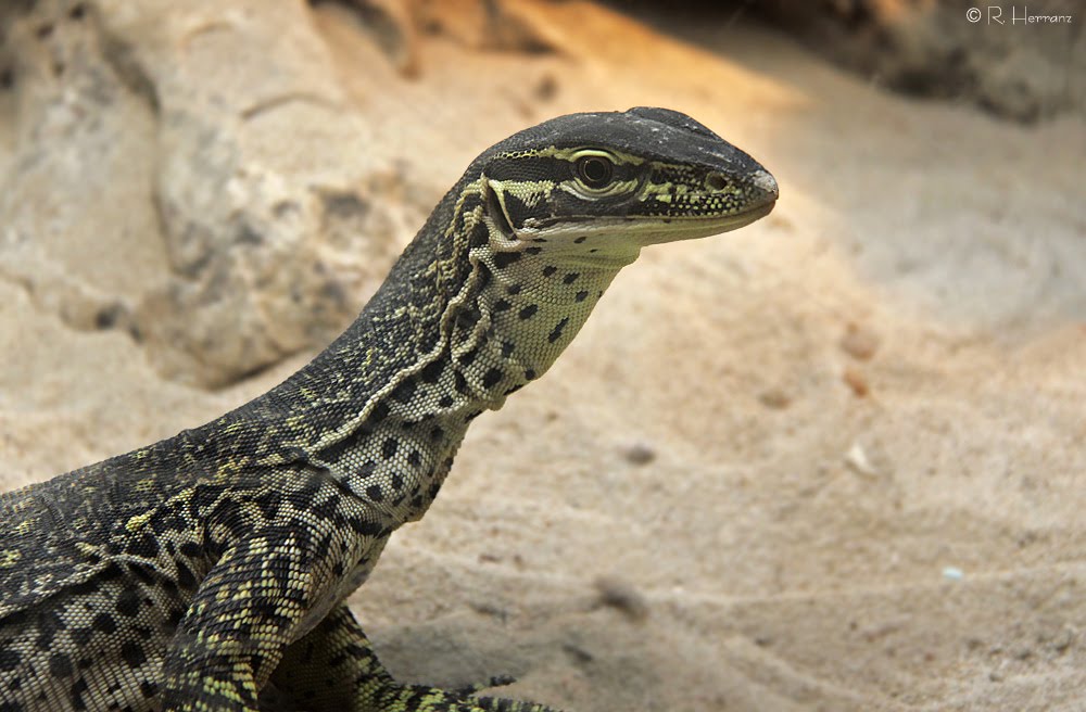 fotosricardo-h: SAURIOS - Sauria