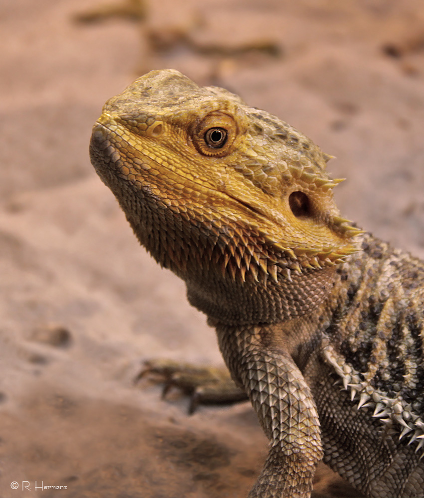 fotosricardo-h: SAURIOS - Sauria