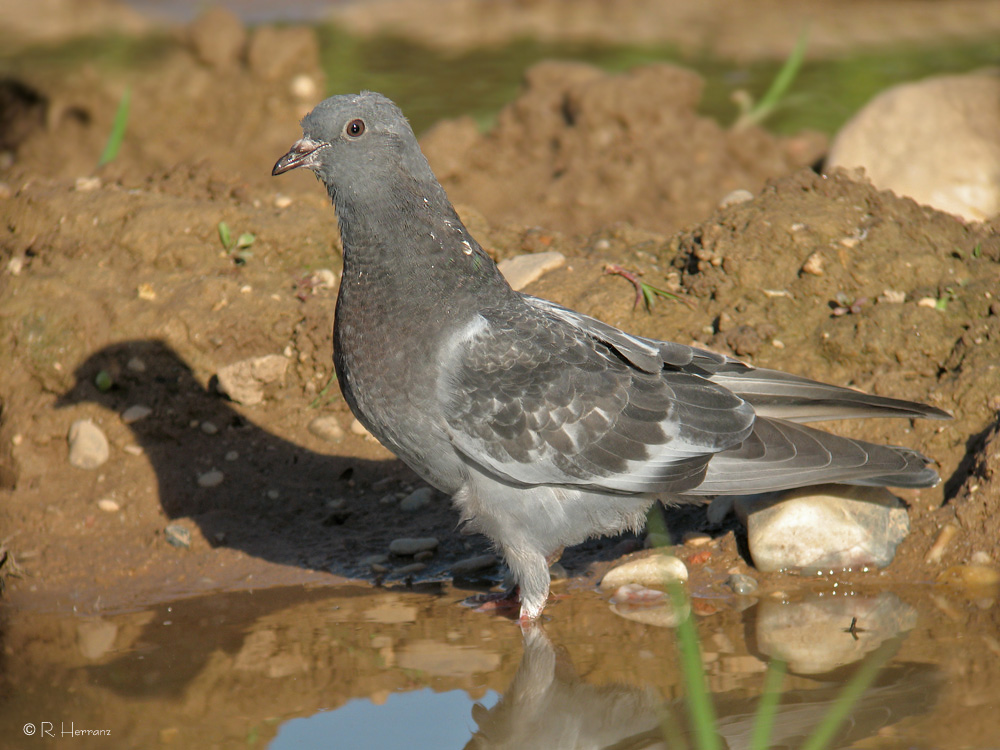fotosricardo-h: PALOMAS - Pigeons