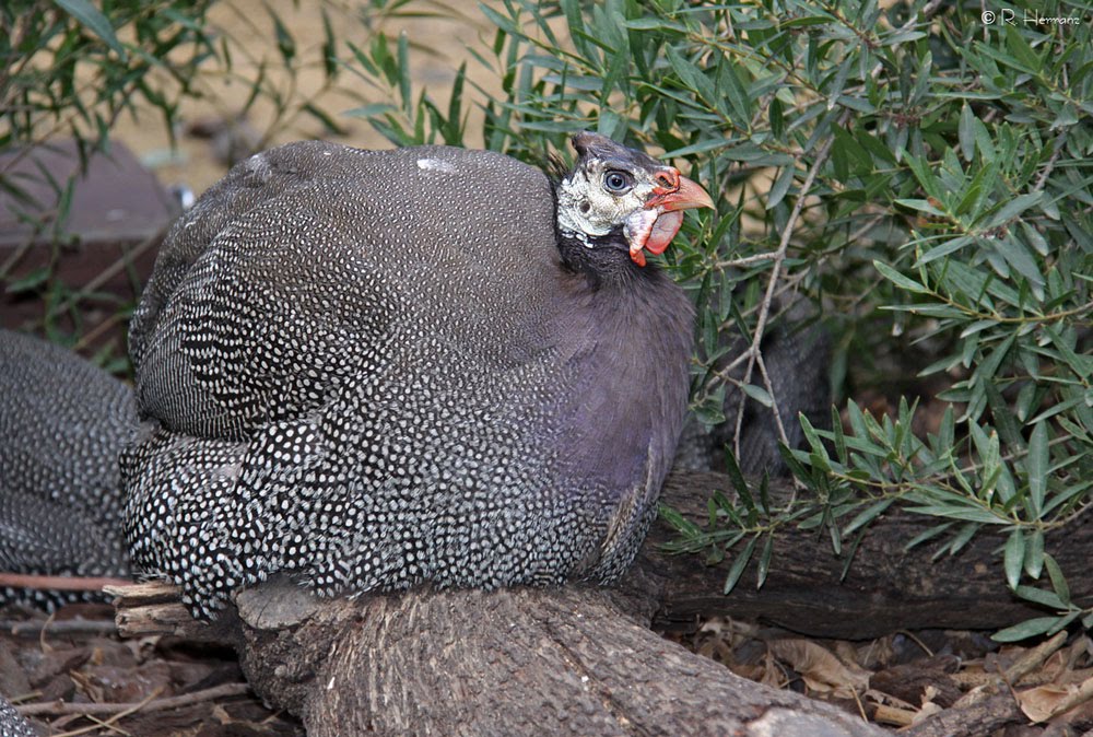 fotosricardo-h: PINTADA COMÚN - Helmeted Guineafowl